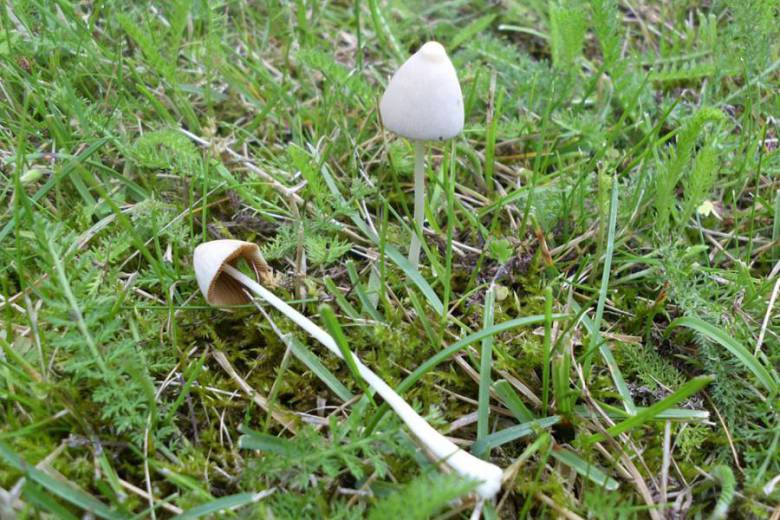 Conocybe apala (Fr.) Arnolds 2003 - Fliegenpilz Myko AG im ...