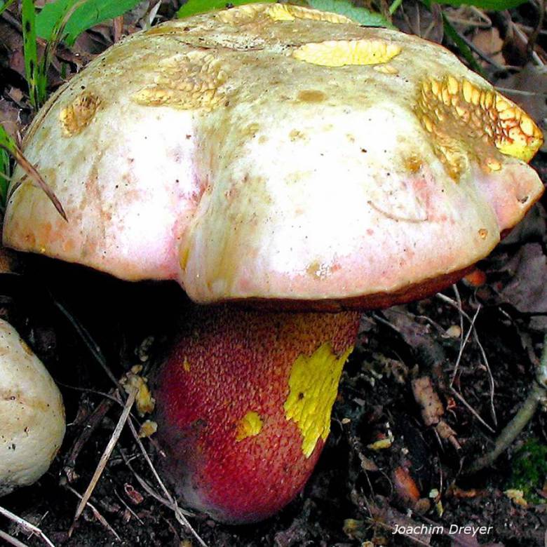 Boletus rhodoxanthus (Krombh.) Kallenb. 1925 - Fliegenpilz Myko AG im ...