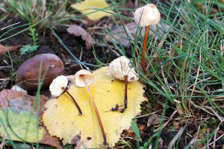 Mycetinis scorodonius (Fr.) A. W. Wilson & Desjardin 2005 - Fliegenpilz ...