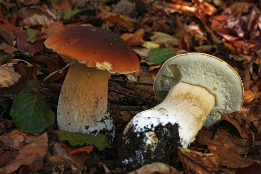 Speisepilze und giftige Doppelgänger - Fliegenpilz Myko AG im ...